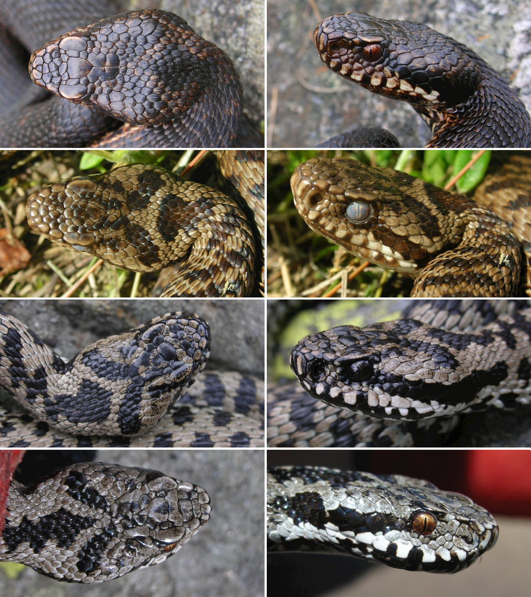 Species New to Science: [Herpetology • 2016] Vipera walser • A New ...