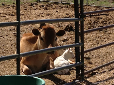Happy Steer - My Welcome Home Farm