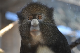 ZOOTOGRAFIANDO (6.100 ANIMALS): CERCOPITECO DE NARIZ BLANCA / PUTTY ...