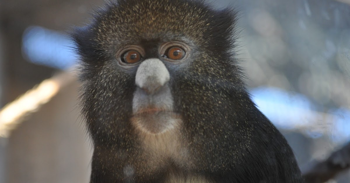 ZOOTOGRAFIANDO (6.100 ANIMALS): CERCOPITECO DE NARIZ BLANCA / PUTTY ...