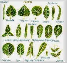 TAXONOMIA DE HOJAS : Taxonomía