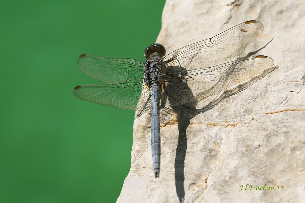 Illora natural: LIBELULA AZUL (Orthetrum chrysostigma)