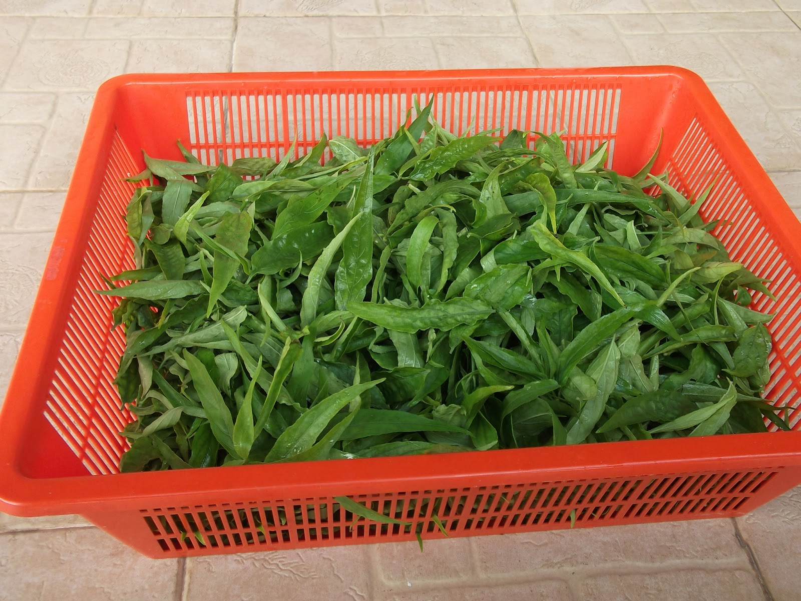 Sabah Snake Grass Dealer Singapore: Prices of Sabah Snake Grass Leaves
