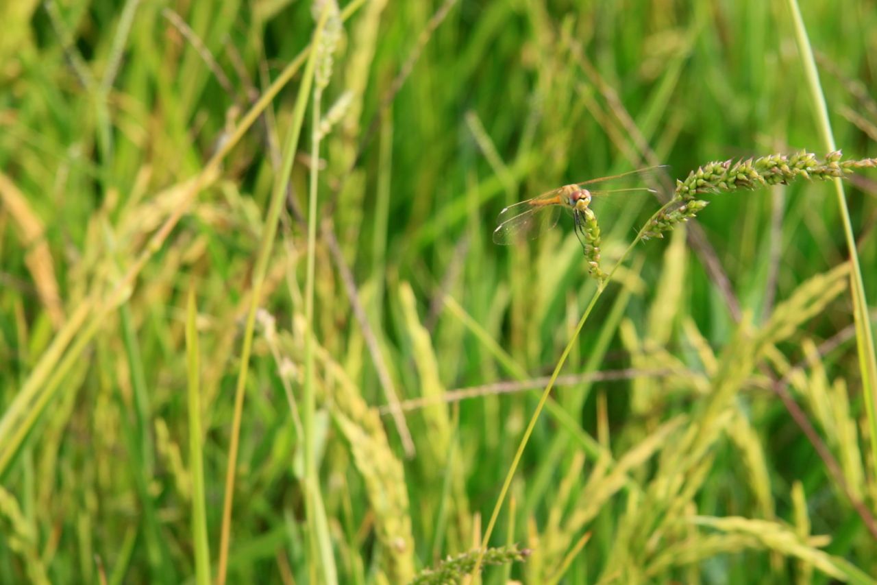 vivere a pierino: le libellule in volo sulle risaie