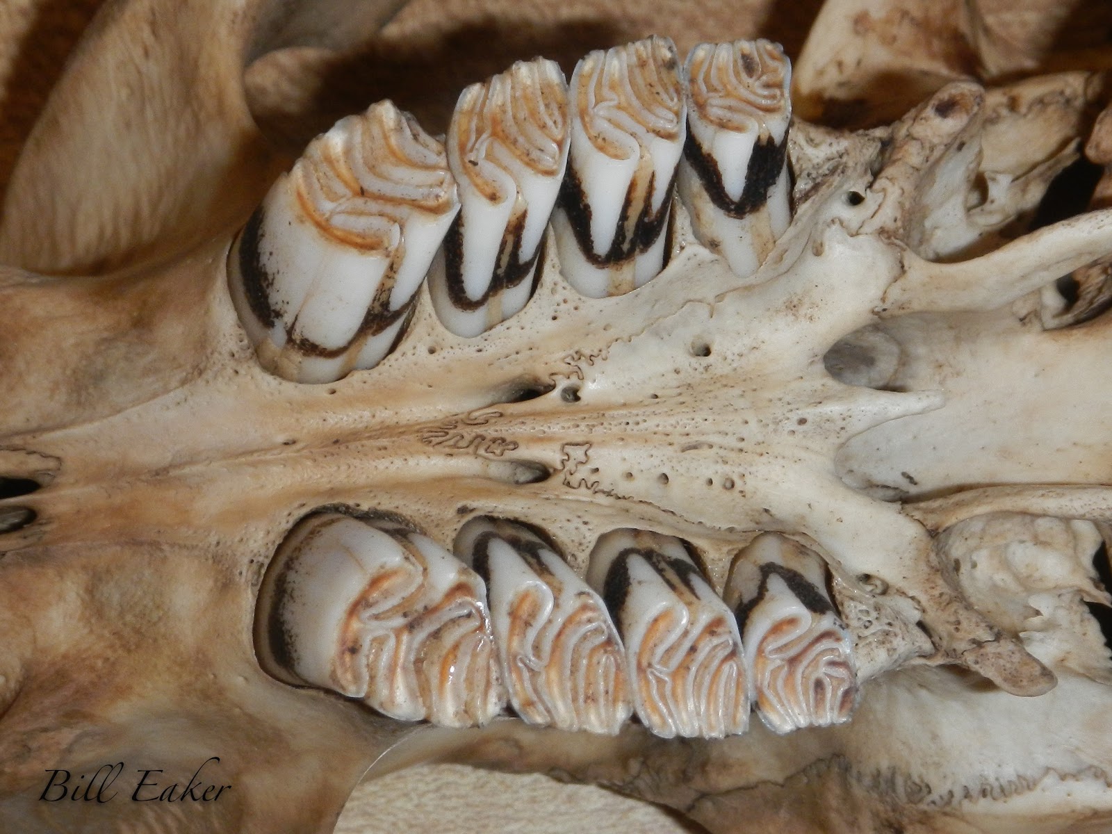 Hennepin Canal - A Wilder Look: Busy As A Beaver