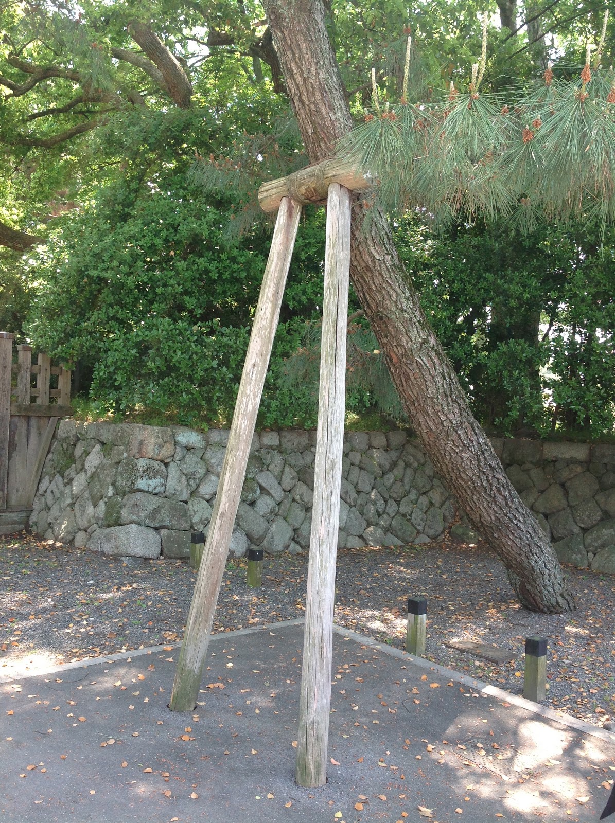shavings and dust: Warning: Extreme Tree Geekery!