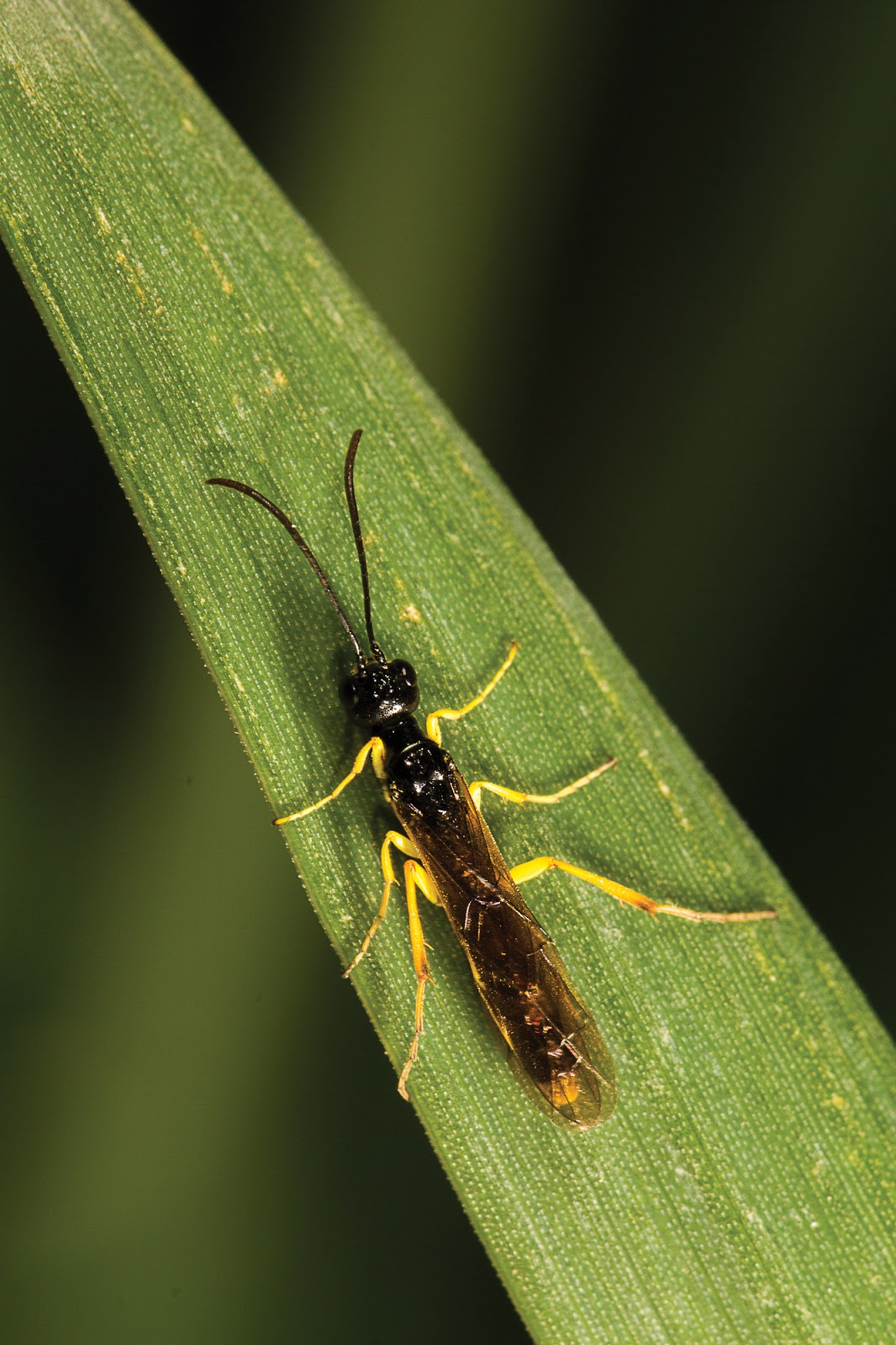 Prairie Pest Monitoring Network Blog: Insect of the Week (July 30, 2018 ...