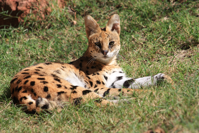 Sheila's World of Wildlife: The Serval - A Beautiful Wildcat of Africa