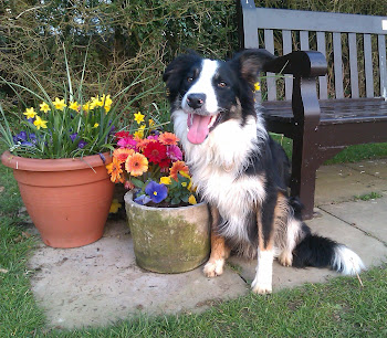 Jordan's K9s: Happy 5th Birthday to Meme