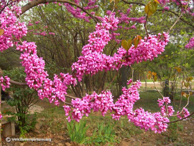 Ever Ready: Following Spring