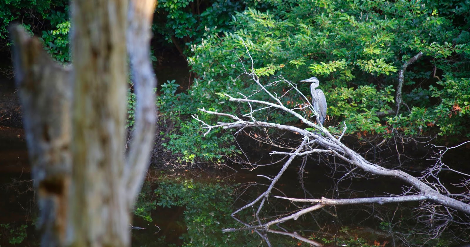 Joe's Retirement Blog: Heron Wisdom, Manomet, Plymouth, Massachusetts, USA Joe's Retirement Blog: Heron Wisdom, Manomet, Plymouth, Massachusetts, USA