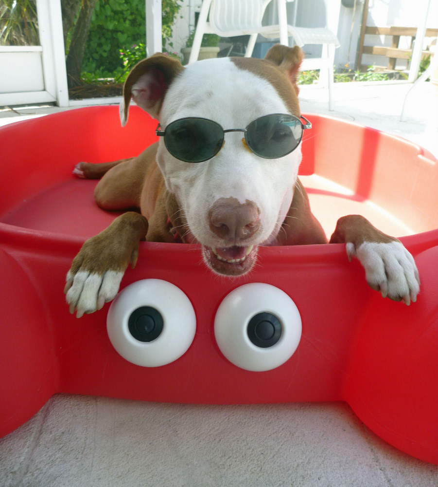 Pit Bull Frogs: Pit Bull Frog Photos