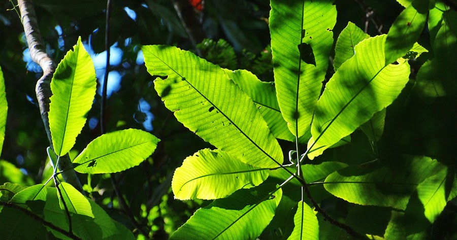 UUM Forest Treasure 1