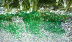 simple aquascape: jenis - jenis alga