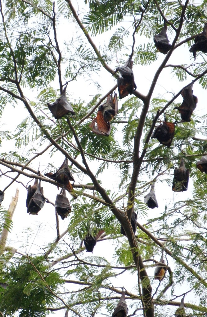 OUR PHILIPPINE TREES: Tree Hopping Bats!