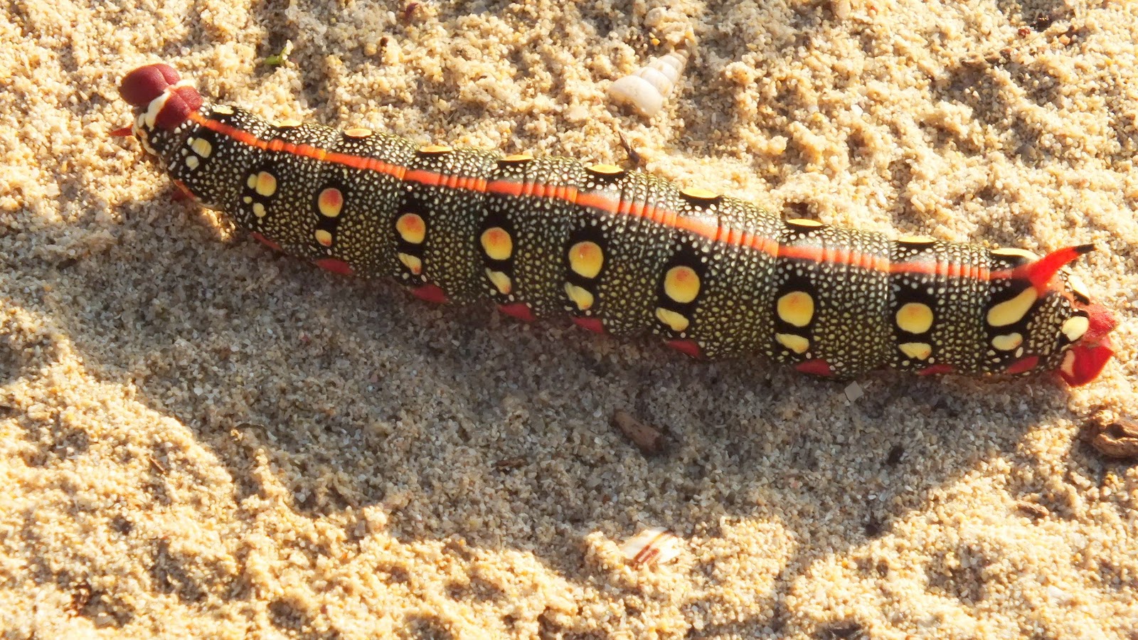 Pasea Menorca: Vida animal en Son Bou