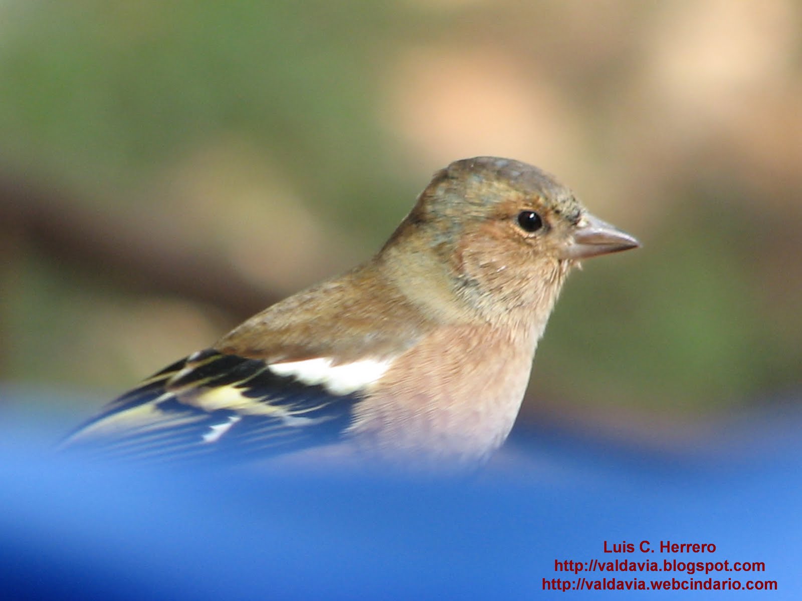 Naturaleza de la Valdavia: Sacre primavera I