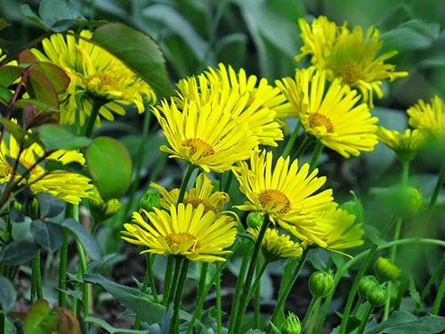 -neuer Gartentraum-: Erste Pfingst- (Oster-) Rose