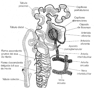 Understand to learn: Resumen 1 SISTEMA RENAL Y URINARIO