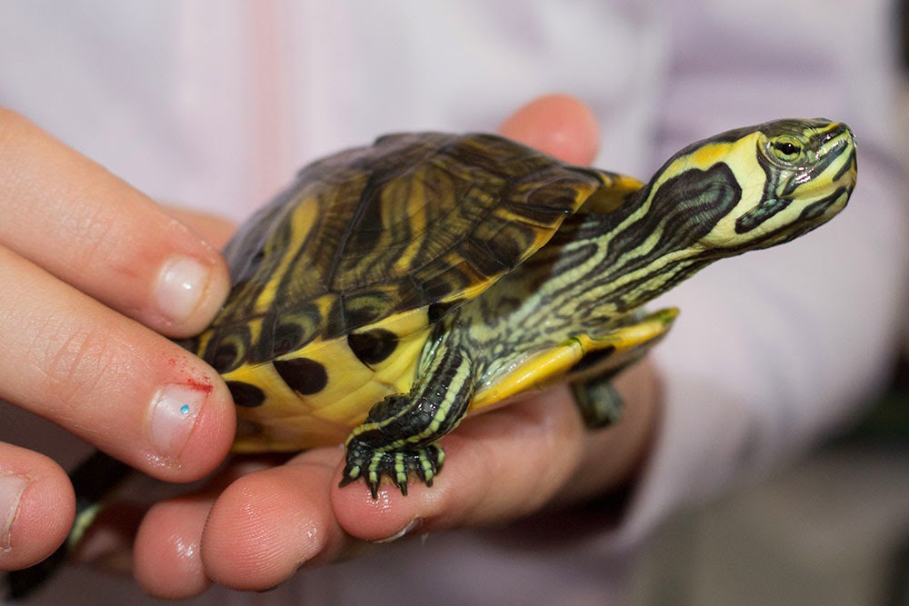 Acção de sensibilização sobre cágados exóticos na escola de Arcozelo