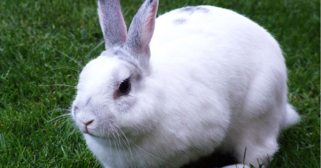 Blogu im personal: Kafshët shtëpiake - Lepuri