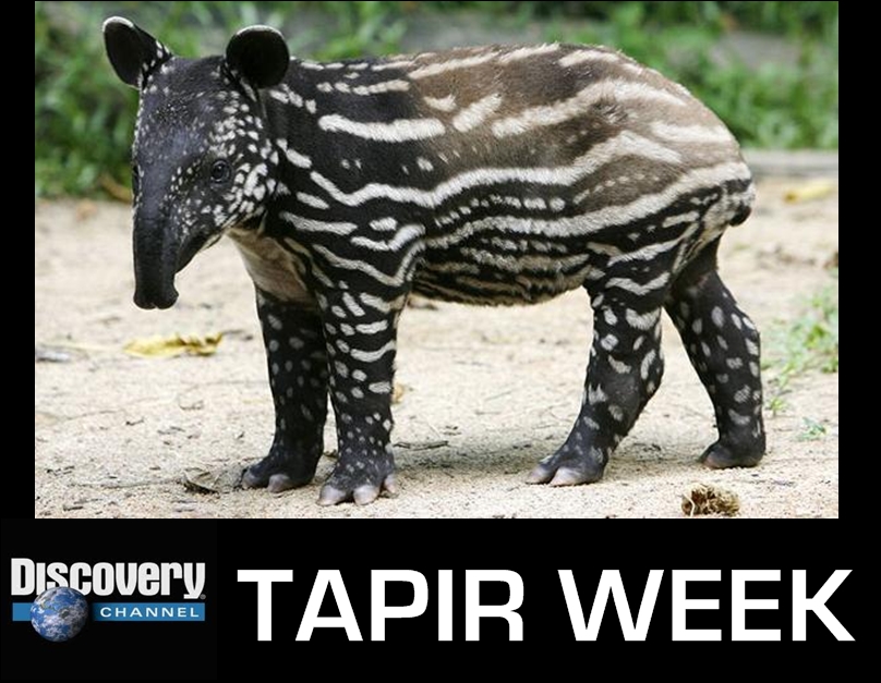 Memes Con Tapir