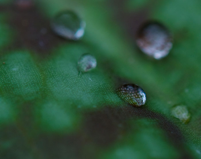 Red and the Peanut: Golden-star, Erythronium rostratum, in Scioto County