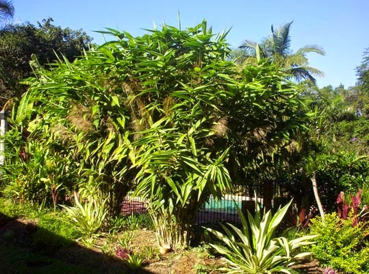 Bambu Mini - Tiger Grass - Thysanolaena Maxima