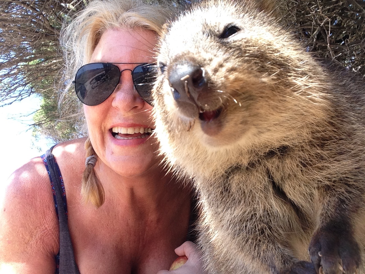 Quokka birthday coming up! - Eccentric England travel and events