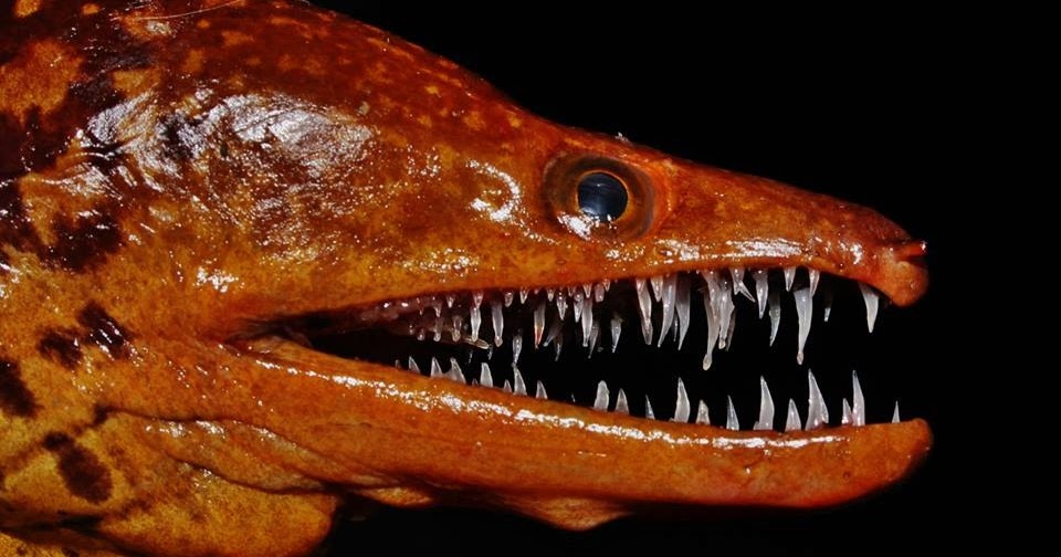 Biodiversity of Cyprus by NGO Protection of the Natural Heritage and ...