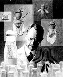 UNIDAD II. CONT 3. "TEORÍA CROMOSÓMICA DE LA HERENCIA" | BIOLOGÍA ...