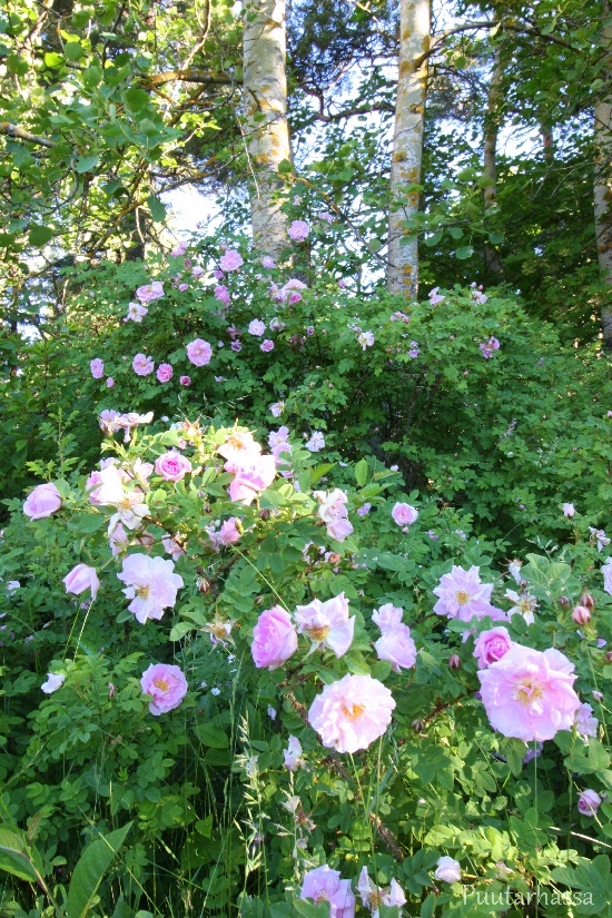 Puutarhassa: Ruusuja ruusuja!