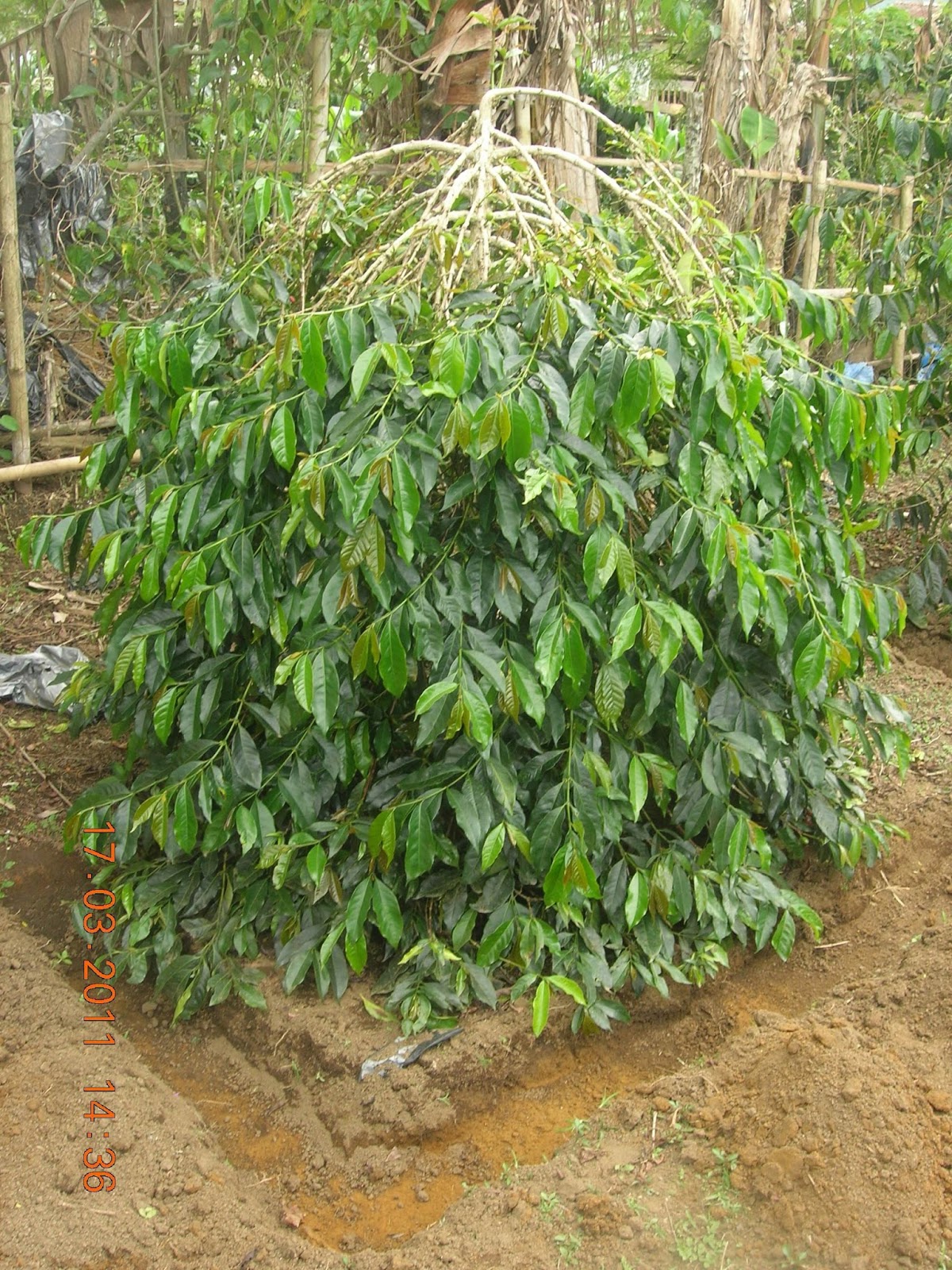 Mengenal Tanaman Kopi Arabika - auliamuhammad