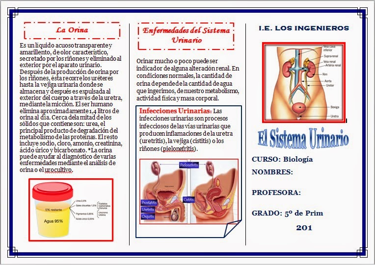 MUNDO TAREAS ESCOLARES: TRIPTICO DEL SISTEMA URINARIO