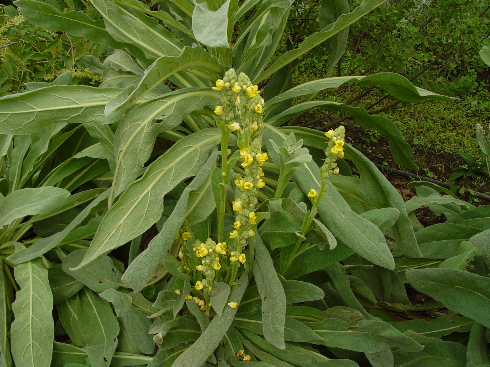 Medicinal Plants at Pura Vida Spa & Yoga Retreat: Mullein (Gordolobo)