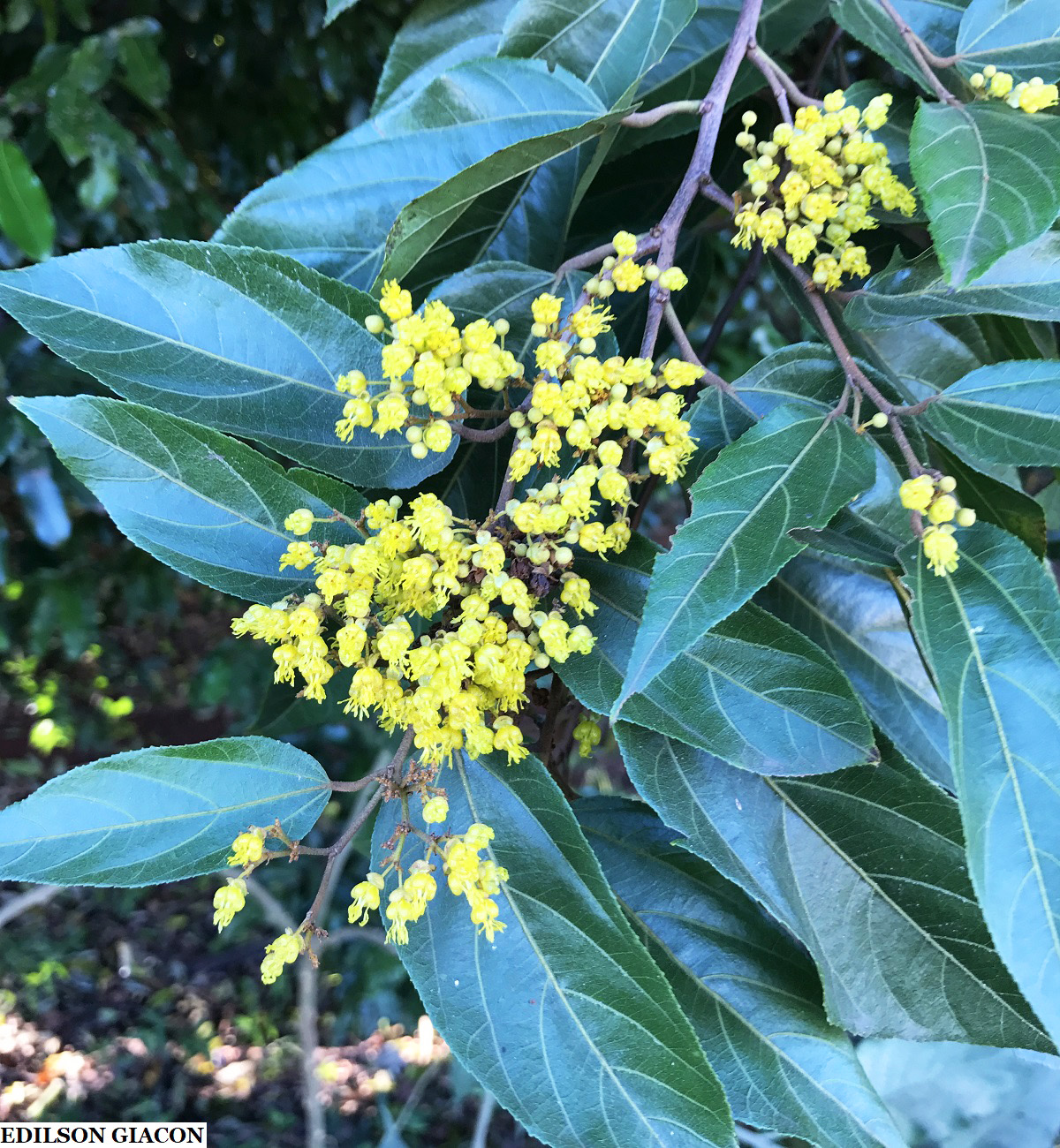 Viveiro Ciprest - Plantas Nativas e Exóticas: Mutamba ou Mutambo ...