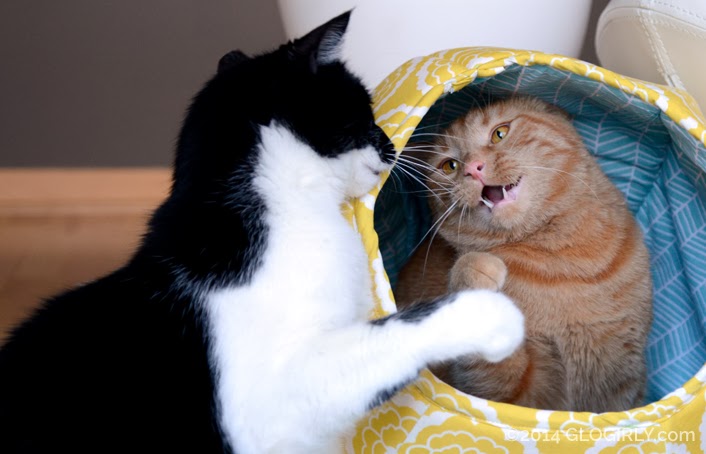 GLOGIRLY: Invisible Cats: Reality or Myth?