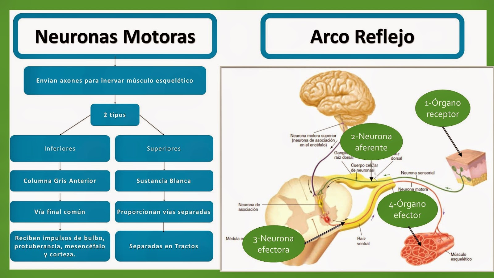 Fisiología Básica - Gabriel Olmeda: Vías Descendentes, Neuronas Motoras ...