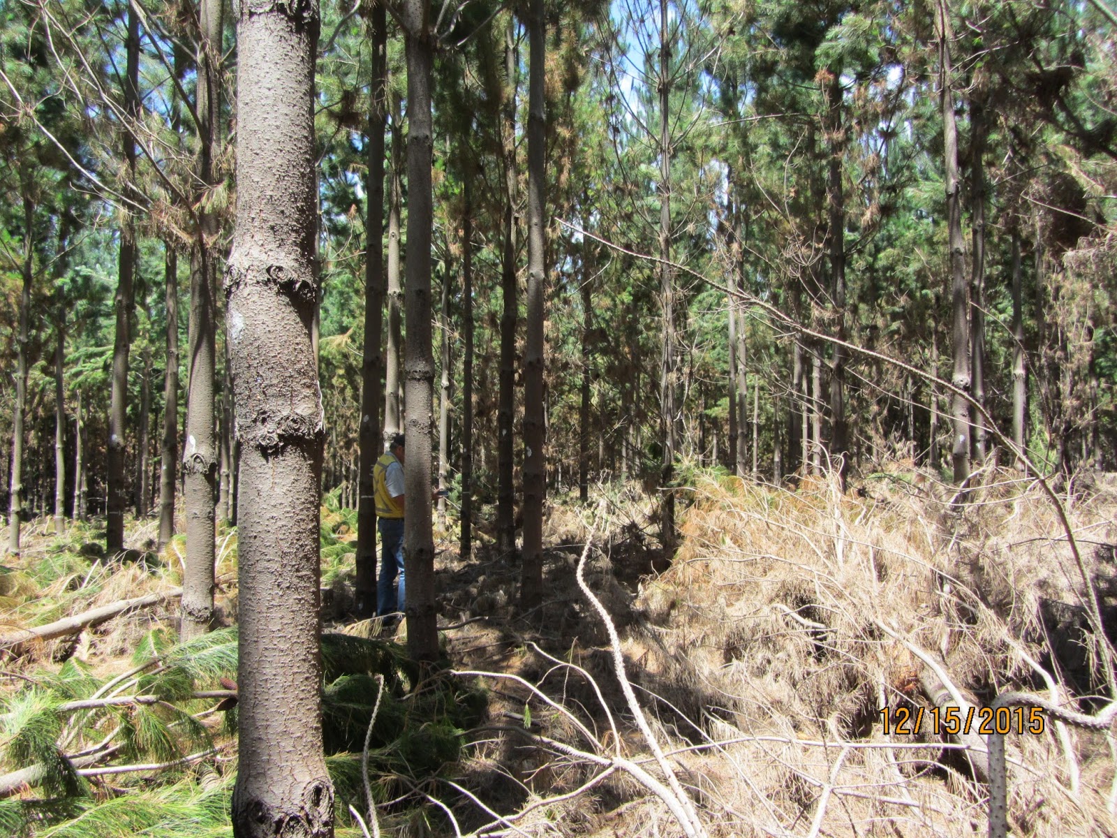 JessKess Adventures: CMPC: Forestal Mininco