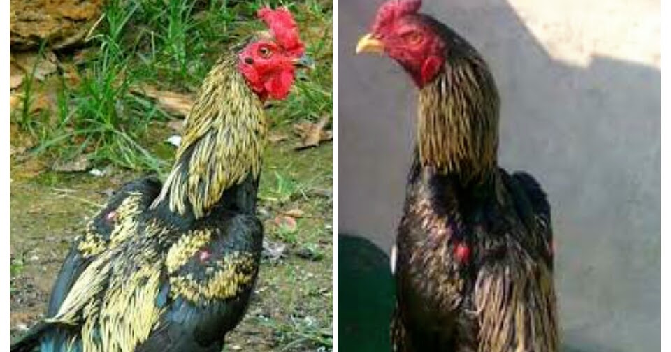 Tren Gaya 71+ Jenis Warna Ayam Bangkok Jalak