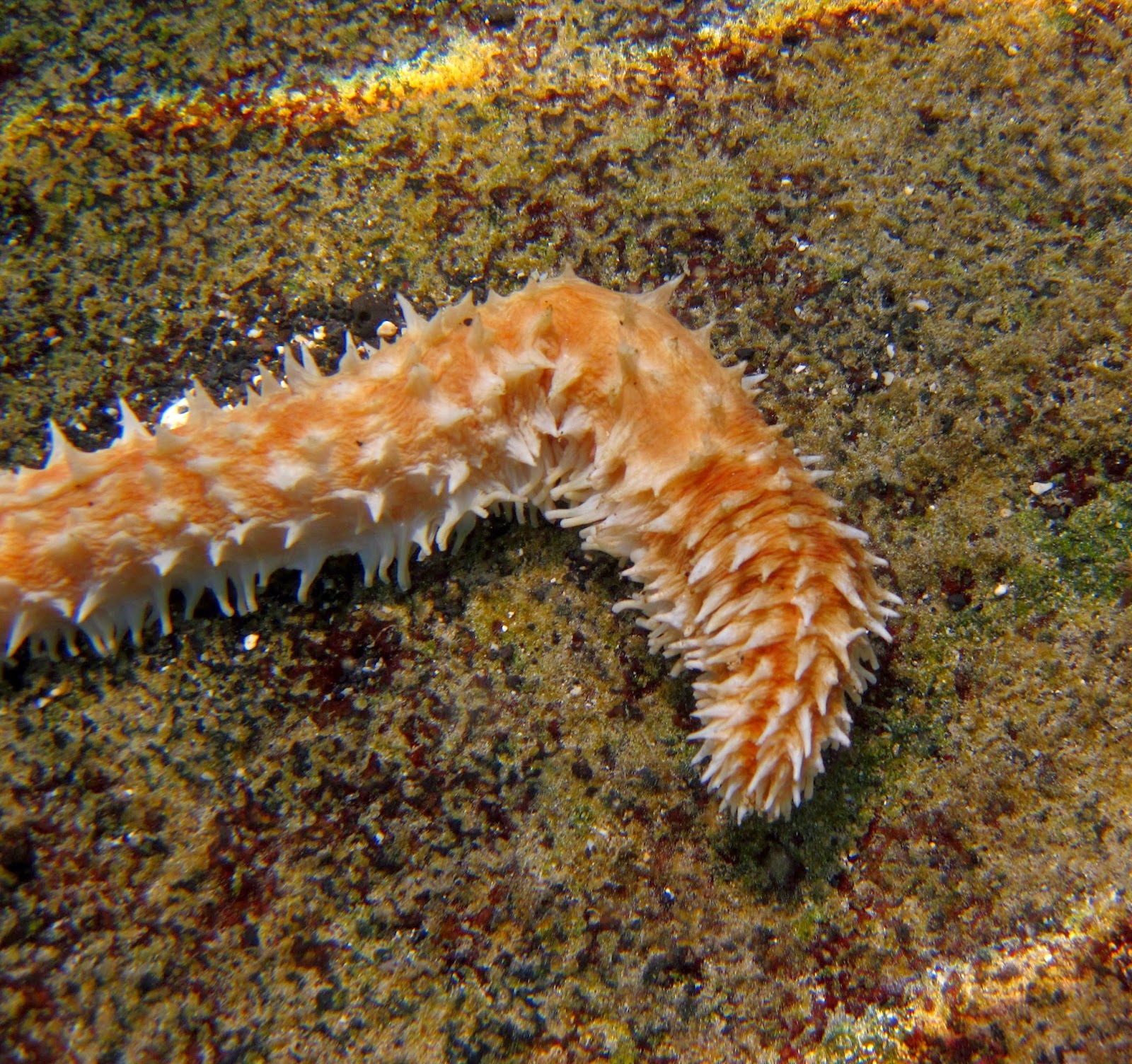 Kona Snorkeling, Fish Watching and Other Adventures: A Potpourri of ...