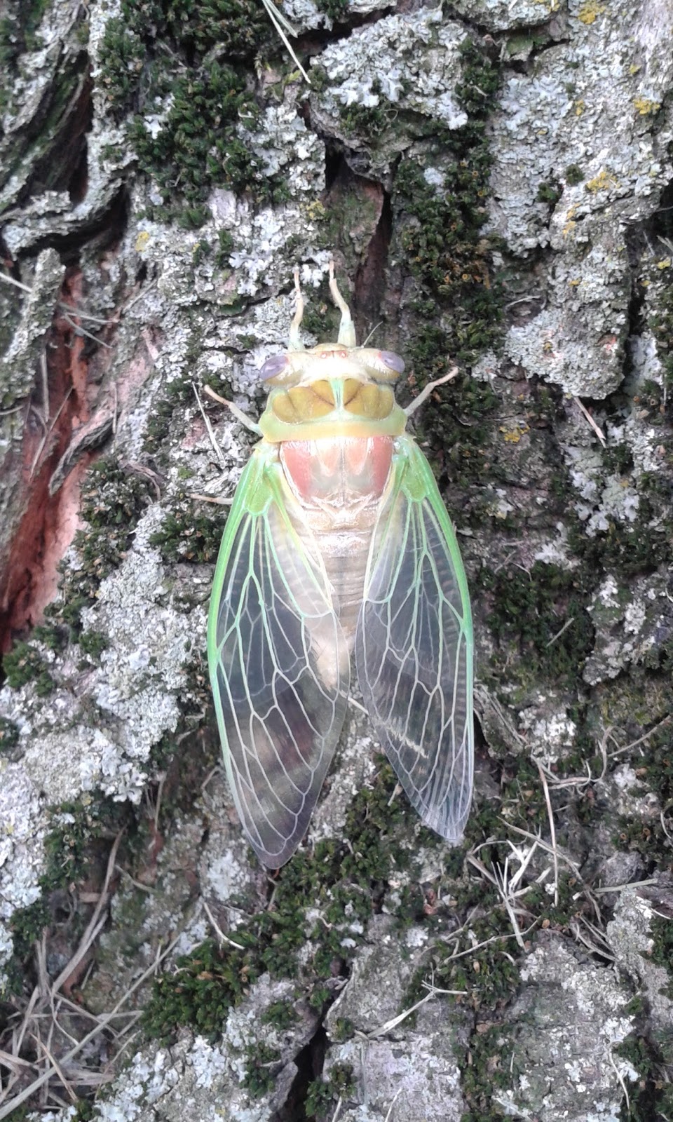 Murray & Candace's Adventures: Cicada hatching...