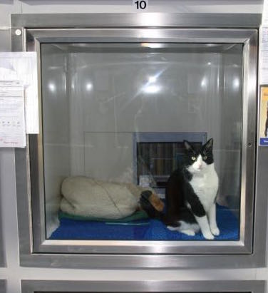 George Online Cat. Author and Behaviourist.: cats train humans