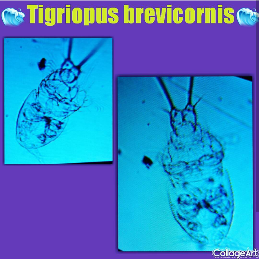 Michele's Microscopy: 2016