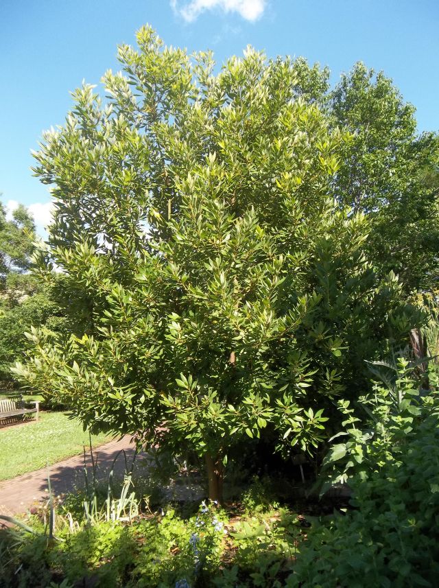 Future Plants by Randy Stewart: The Avocado Family