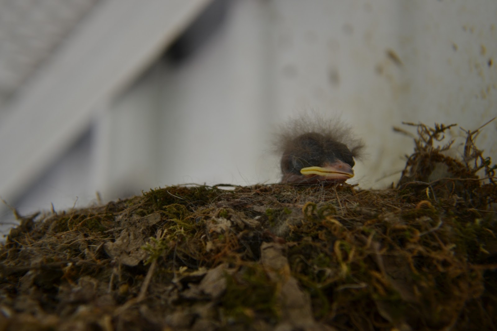 Our Neck of the Woods: Clearing The Camera