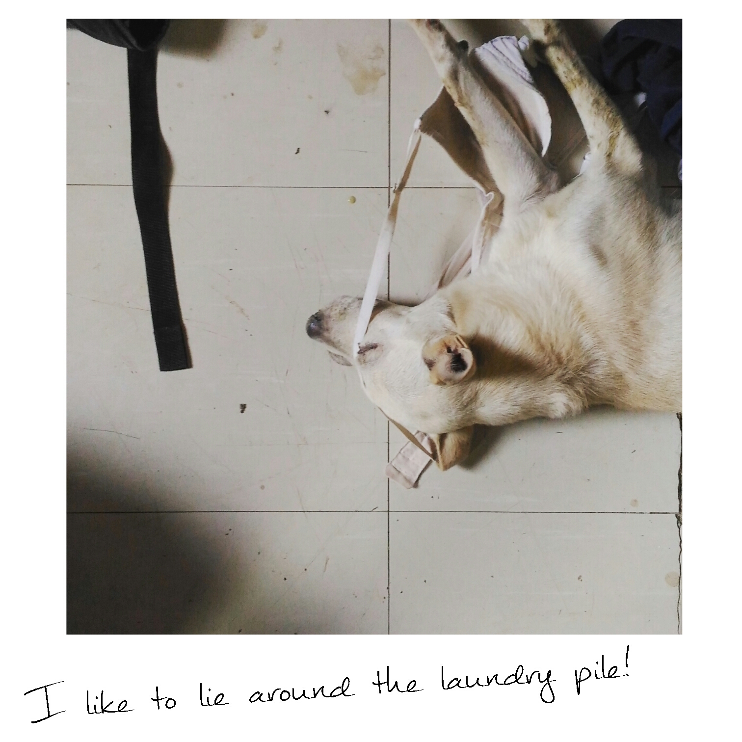 HOW TO SAY GOODBYE TO A FURRY FRIEND - krishafromtheisland