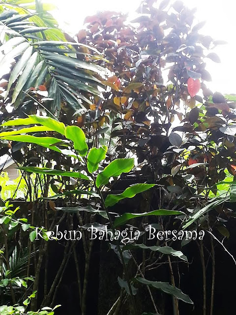 Kebun Bahagia Bersama: Pokok Puding Belacan (Rendang Negeri Sembilan)