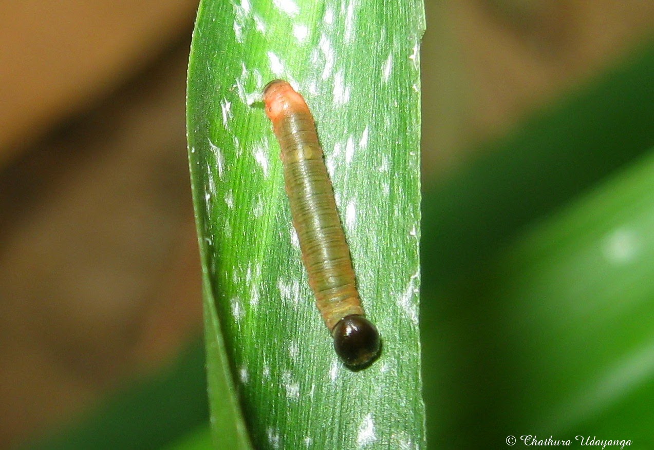 Nature Of Srilanka: Common Red Eye (Matapa aria) - රතැසියා