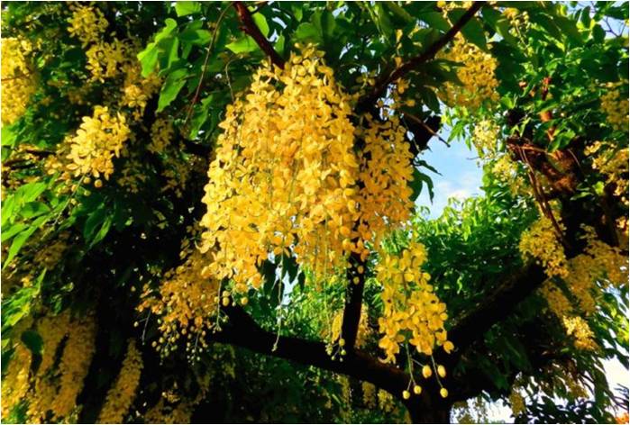 CRONICAS DE CUCUTA: 1351.- FLORES DE CUCUTA